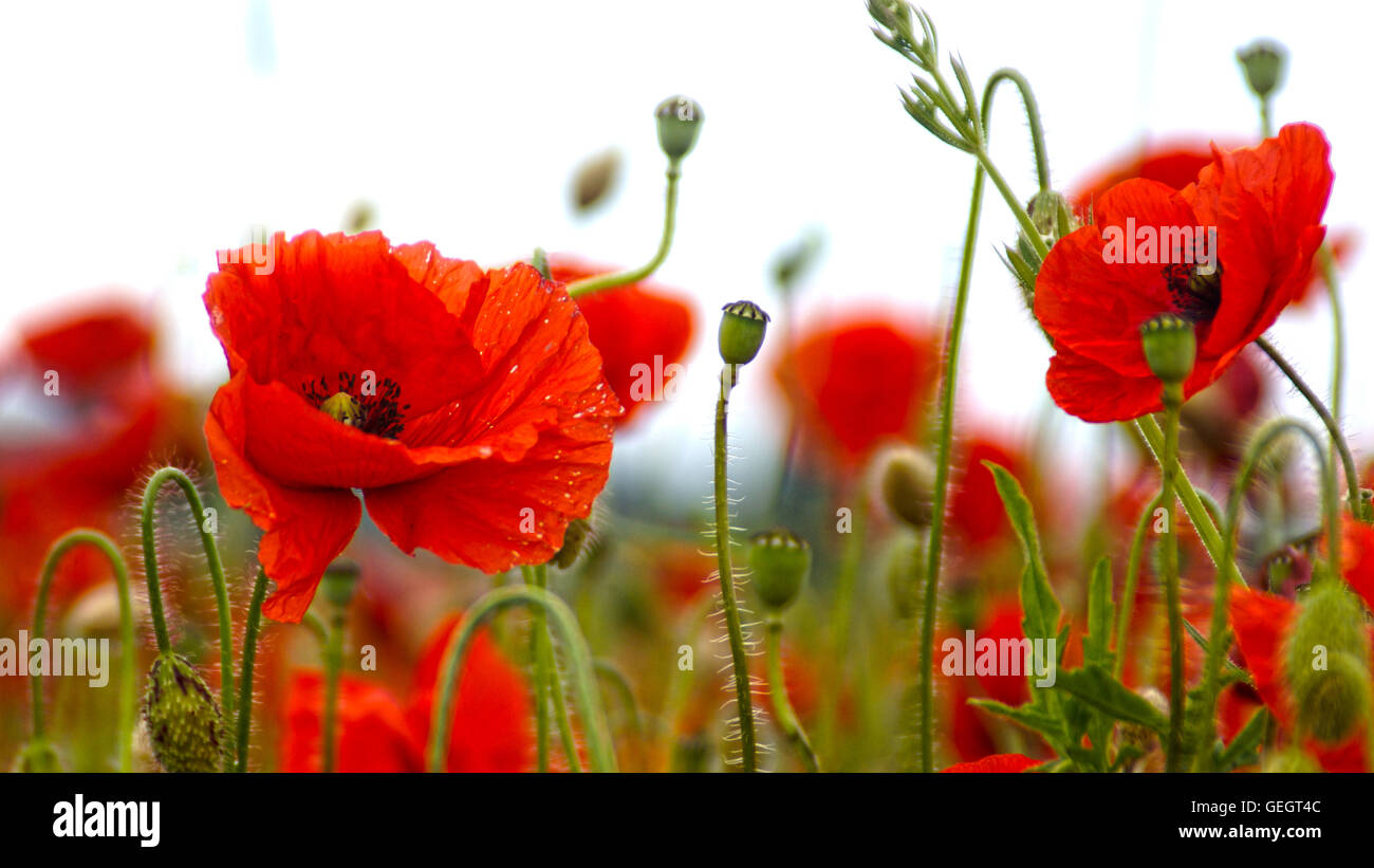 Great Red Poppy Stock Photo - Alamy