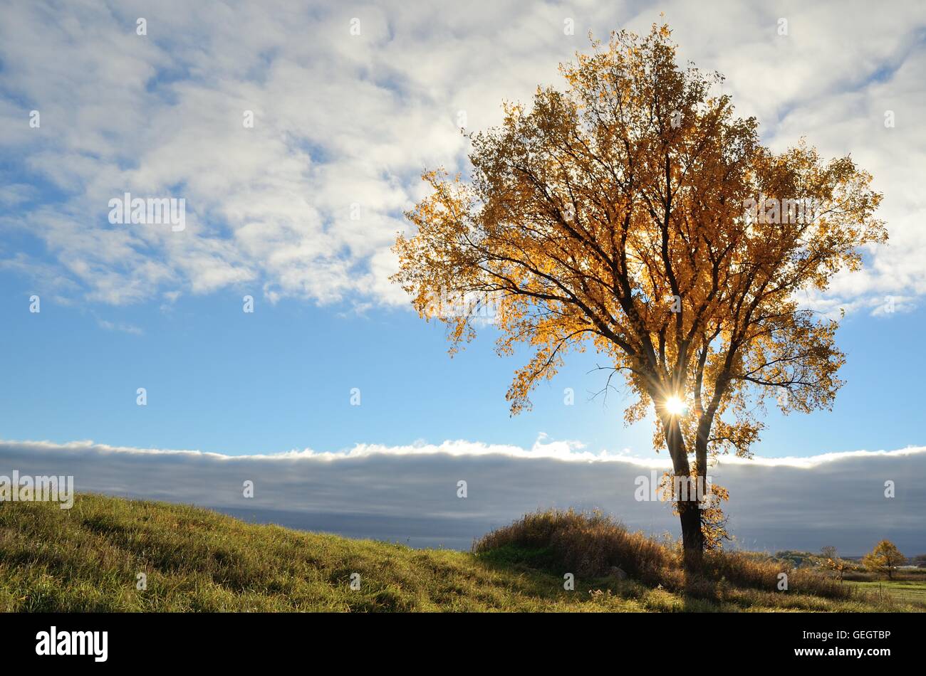 The Sun Shining Through a Single Tree on a Fall Morning Stock Photo - Alamy