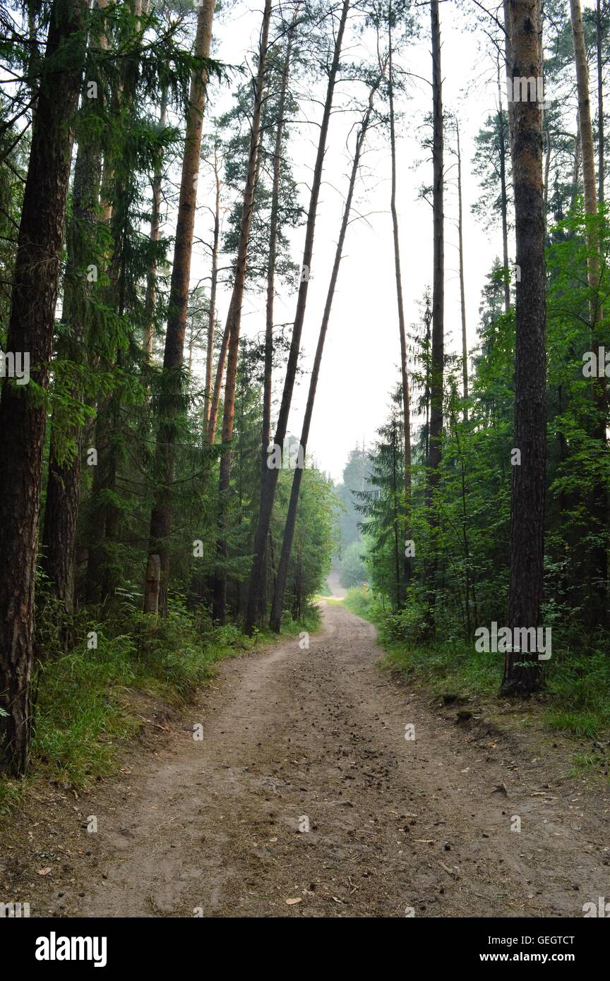 Road in mixed forest Stock Photo - Alamy