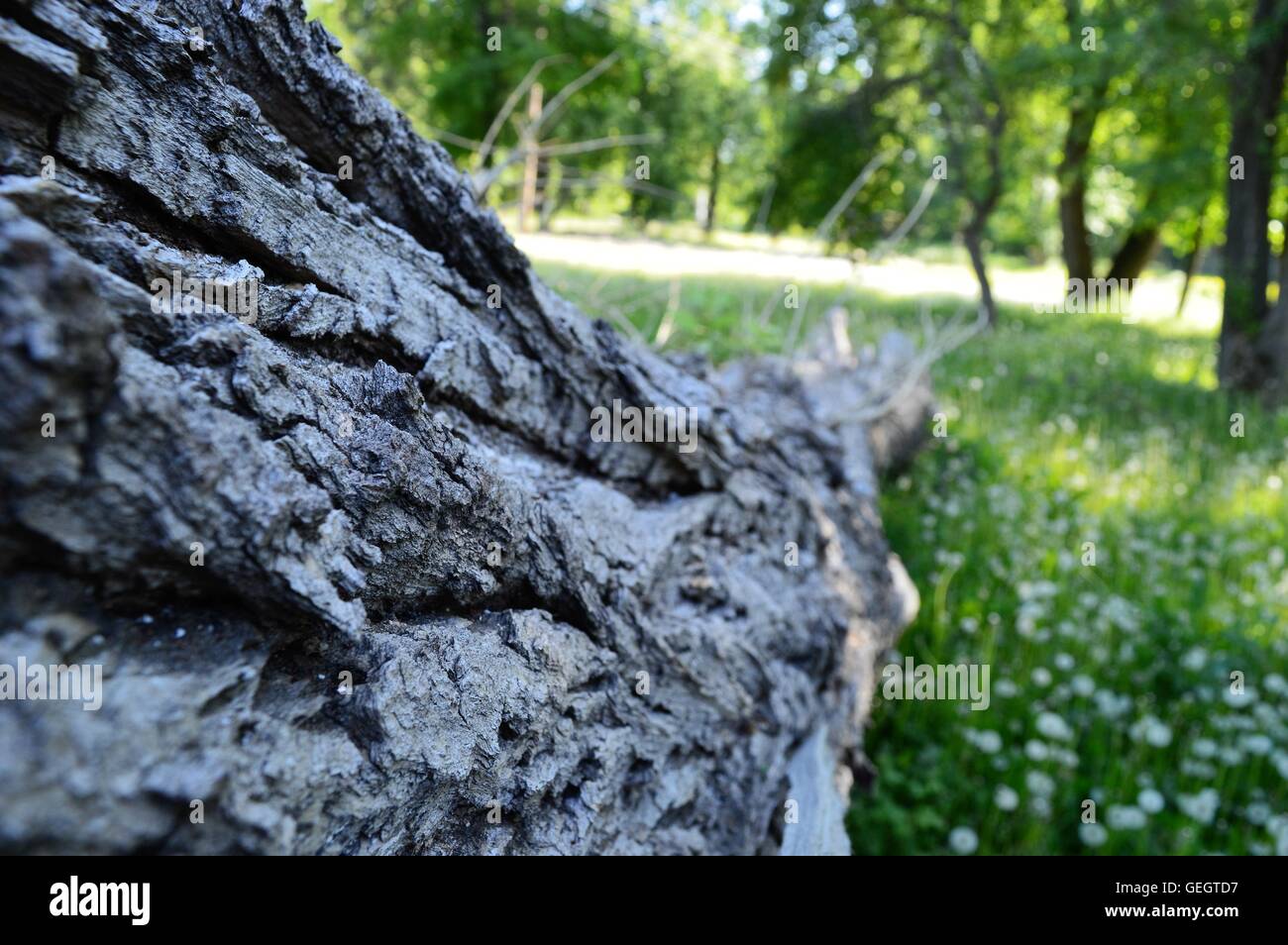 Trunk of the fallen tree Stock Photo - Alamy