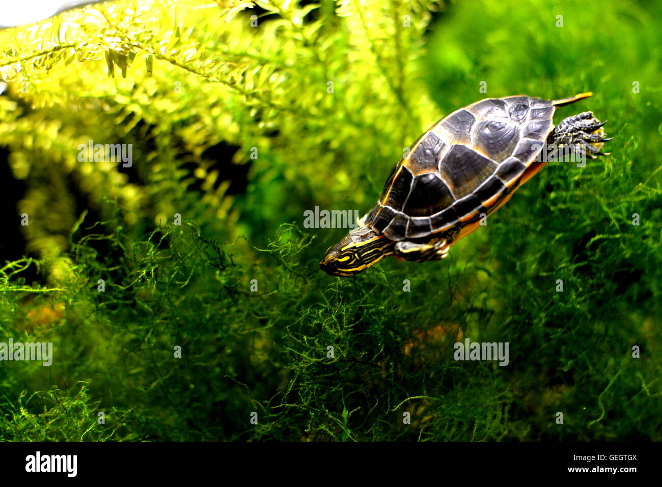 Turtle swimming in aquarium Stock Photo - Alamy