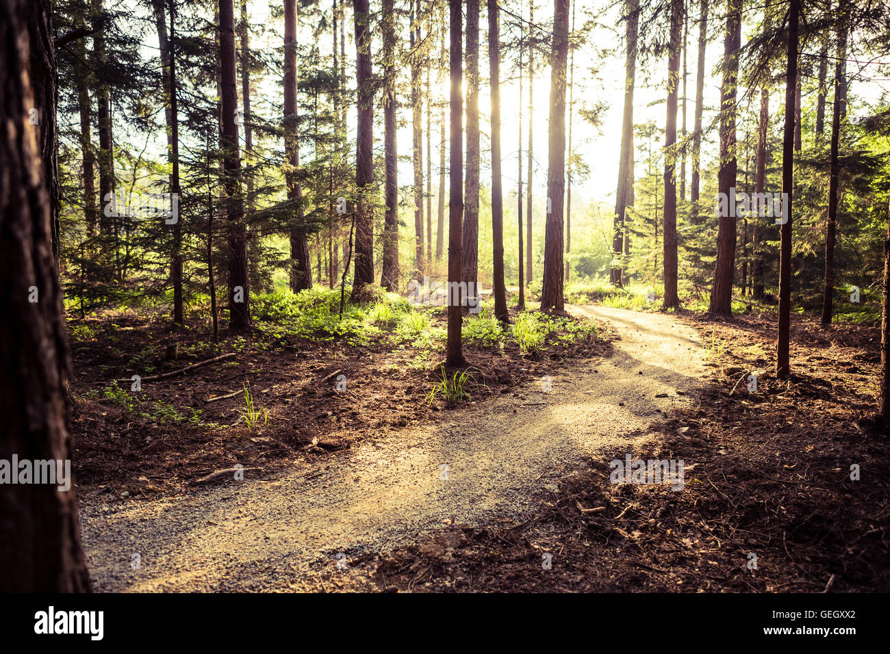 Hiking path and sunset in beadutiful woods, inspirational summer ...