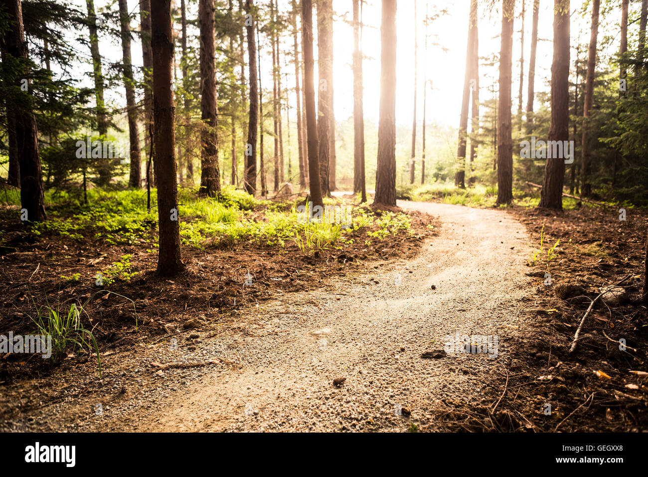 Hiking path and sunset in beautiful woods view, inspirational summer ...