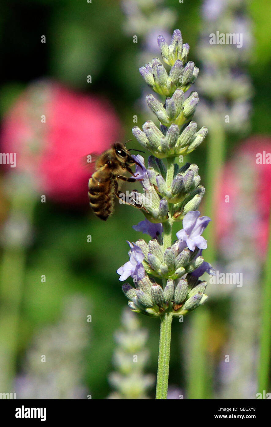 A bee amongst lavender Stock Photo - Alamy