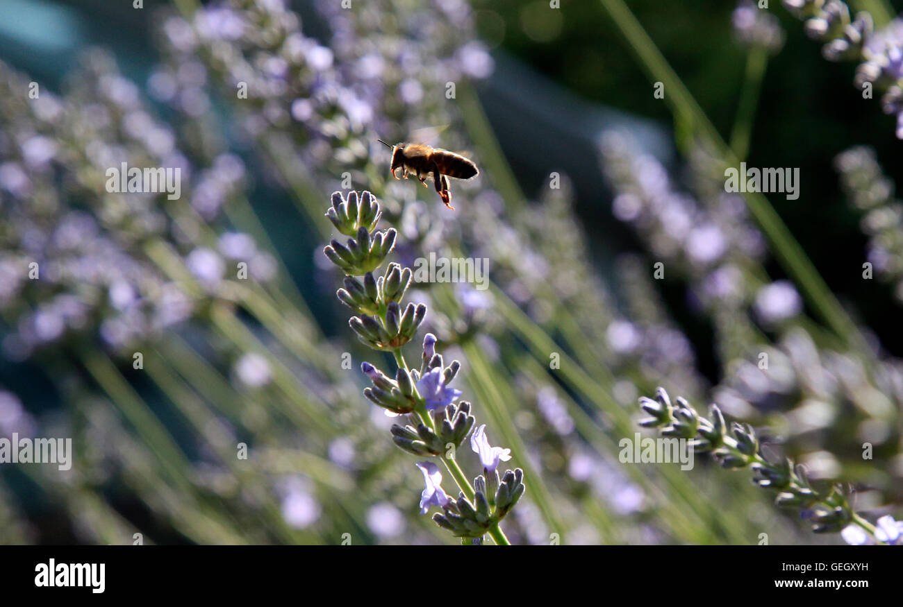 A bee flies amongst lavender Stock Photo - Alamy