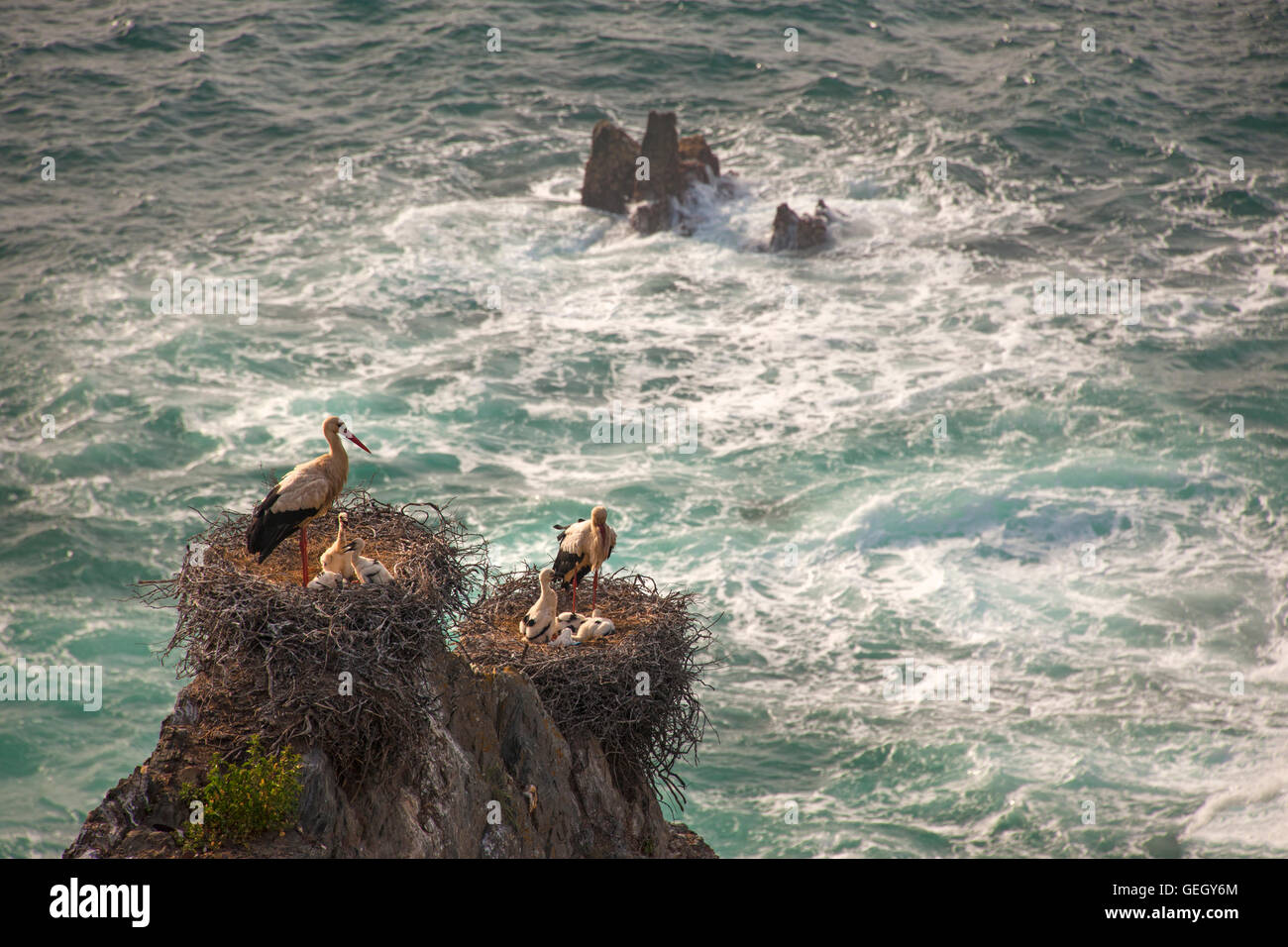 White storks with chicks nesting high on the rocky cliffs along the ...