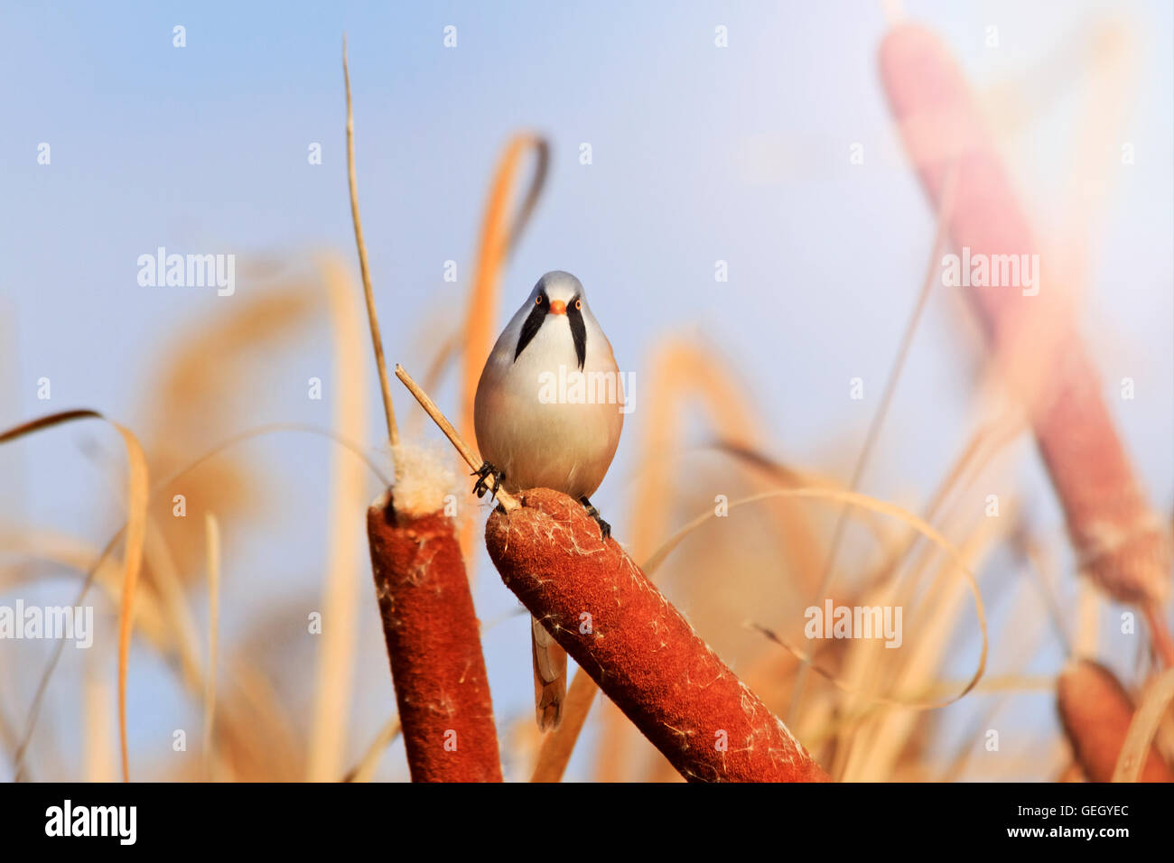 angry bird with a mustache sunny hotspot Stock Photo - Alamy