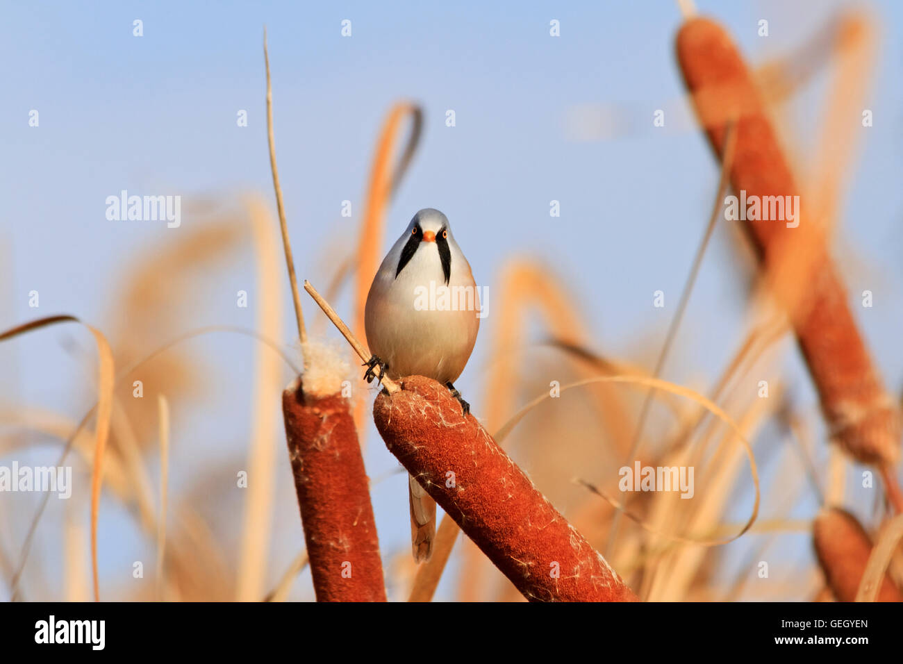 angry bird with a mustache Stock Photo - Alamy