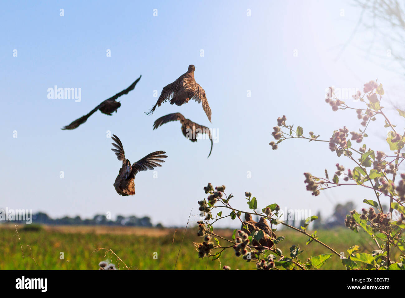 flock of gray partridges flies from under the feet with sunny hotspot ...