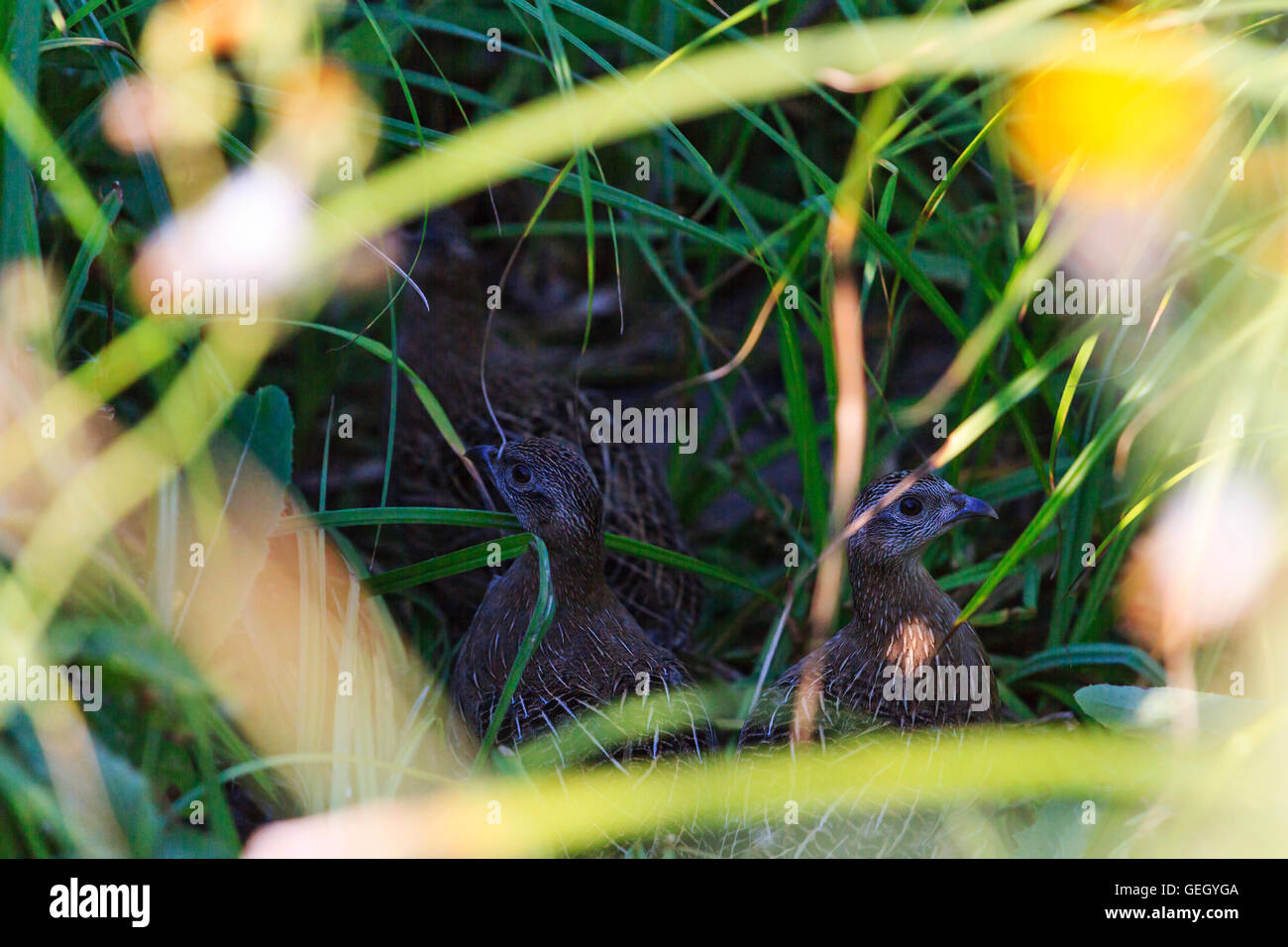Young partridge hi-res stock photography and images - Alamy