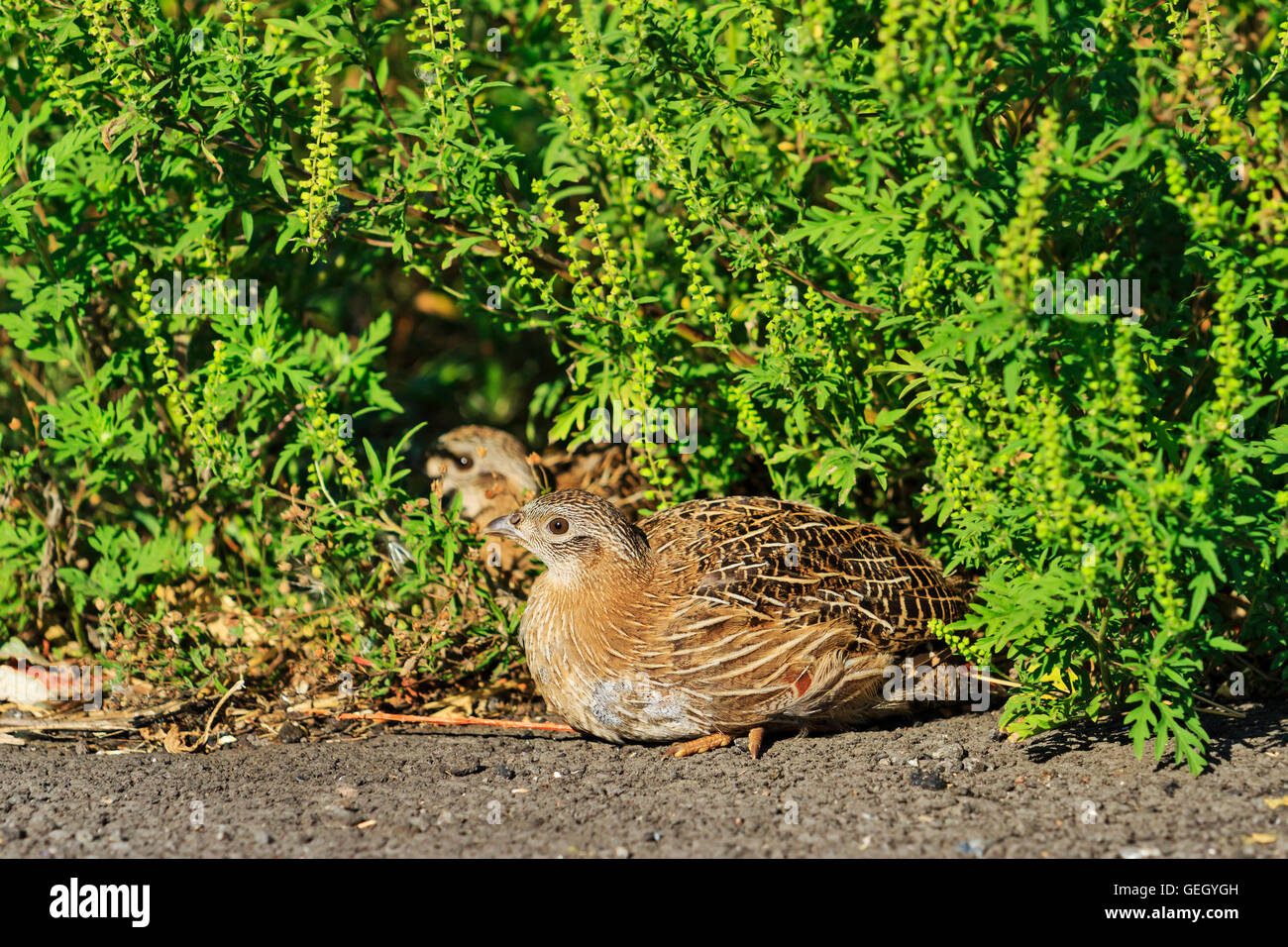 Young partridge hi-res stock photography and images - Alamy