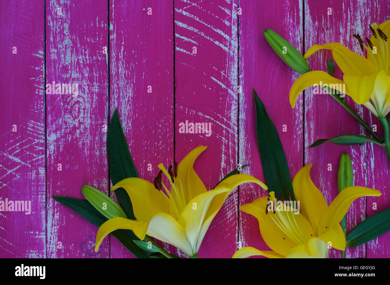 Top view bright lilies greeting hi-res stock photography and images - Alamy