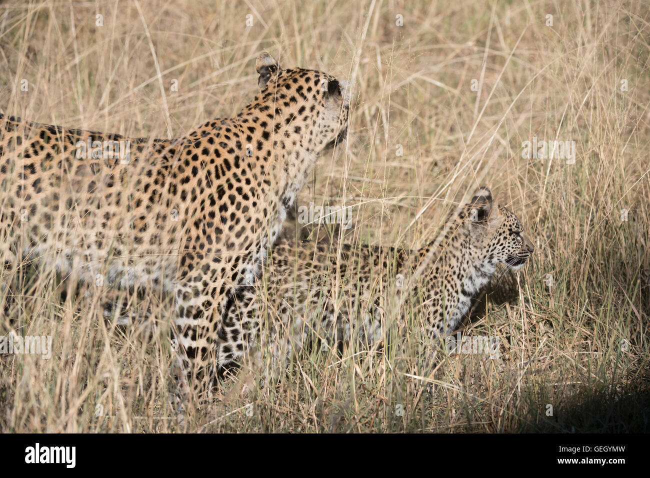 Leopard mother and cub Stock Photo - Alamy