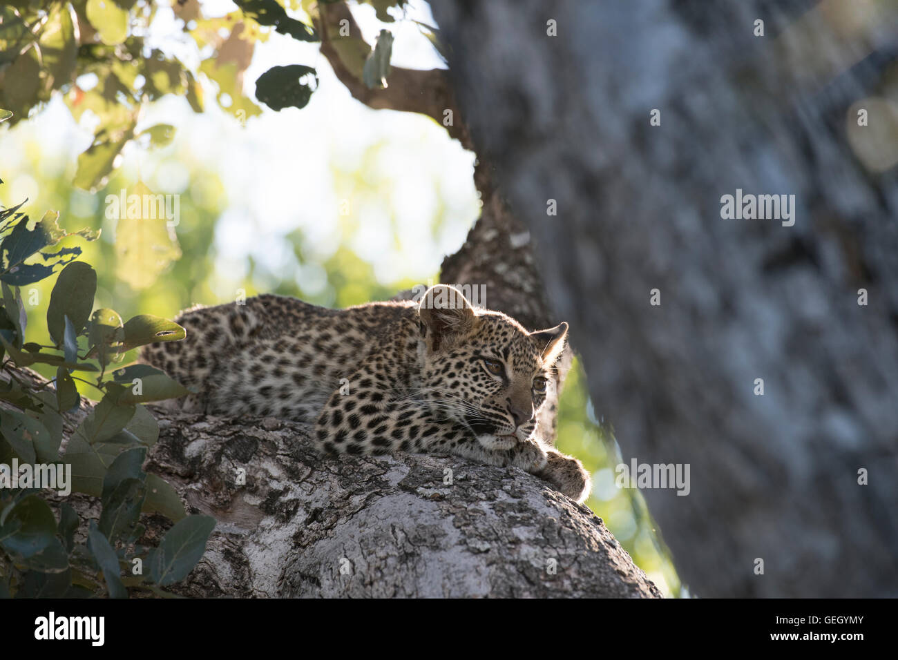 Leopard cub in tree Stock Photo - Alamy