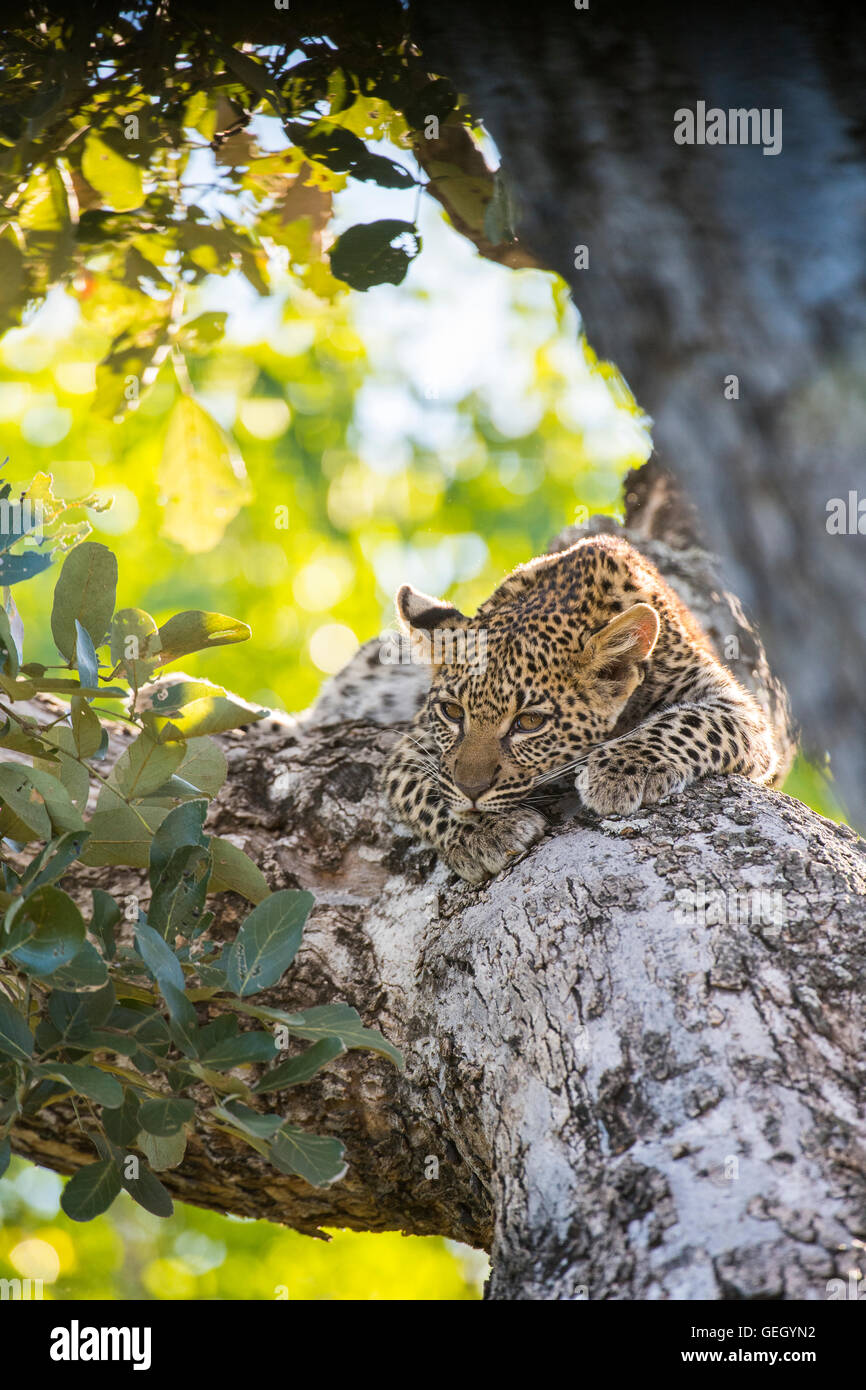 Leopard cub lying in tree Stock Photo - Alamy