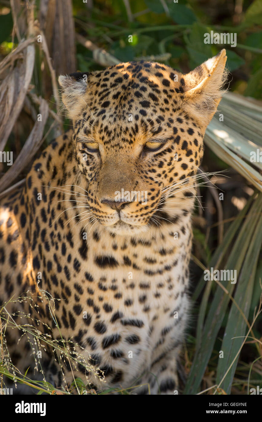 Silent big cat hi-res stock photography and images - Alamy