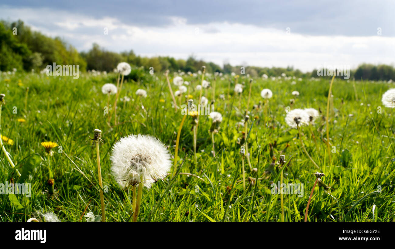 Dandelion seed heads in a grassy field Stock Photo - Alamy