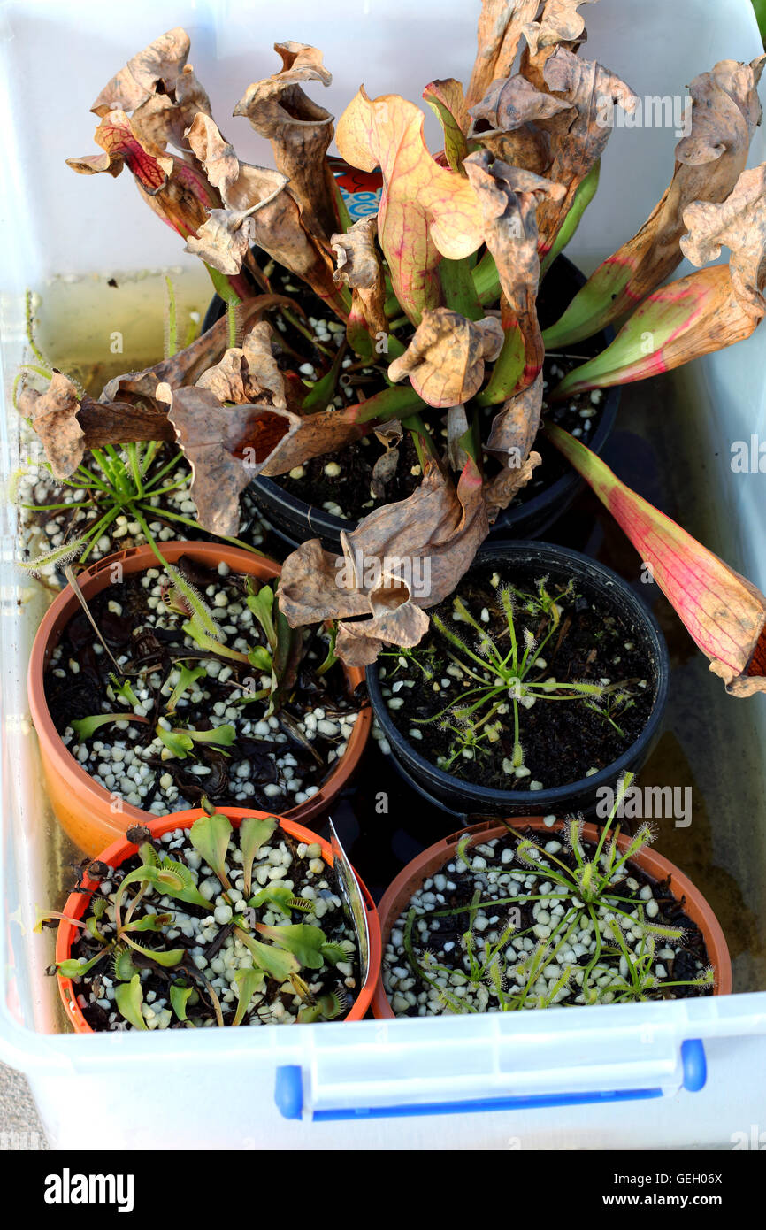 Venus fly trap hi-res stock photography and images - Alamy