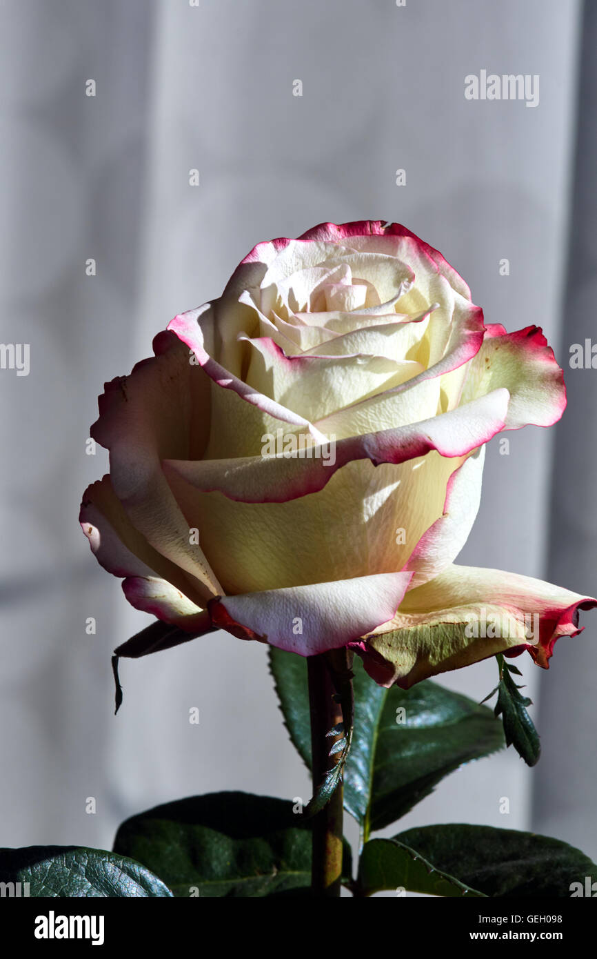 Beautiful, white and red rose flower on a light background Stock Photo ...