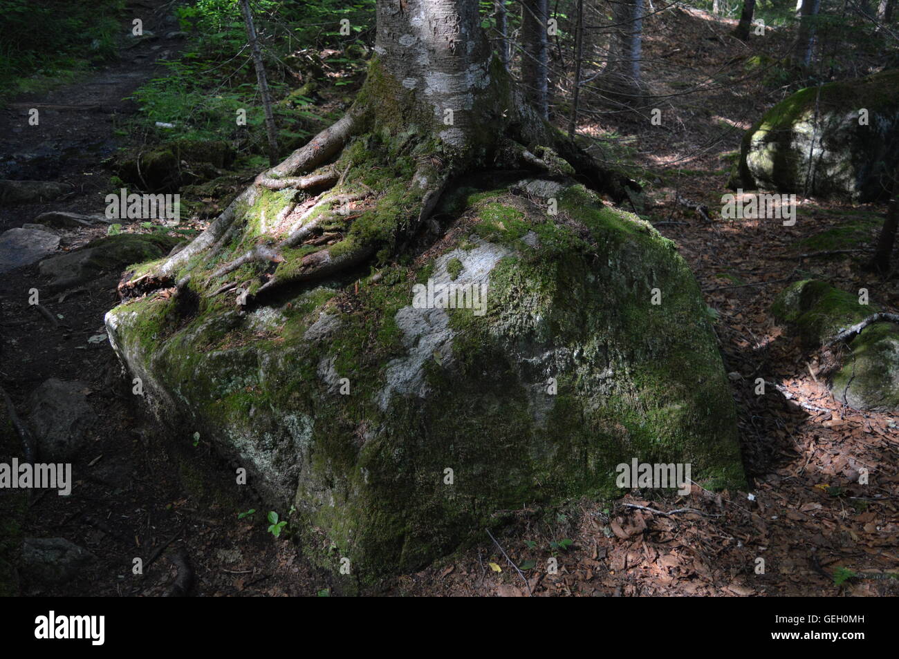 Tree Roots Over Rock High Resolution Stock Photography and Images - Alamy