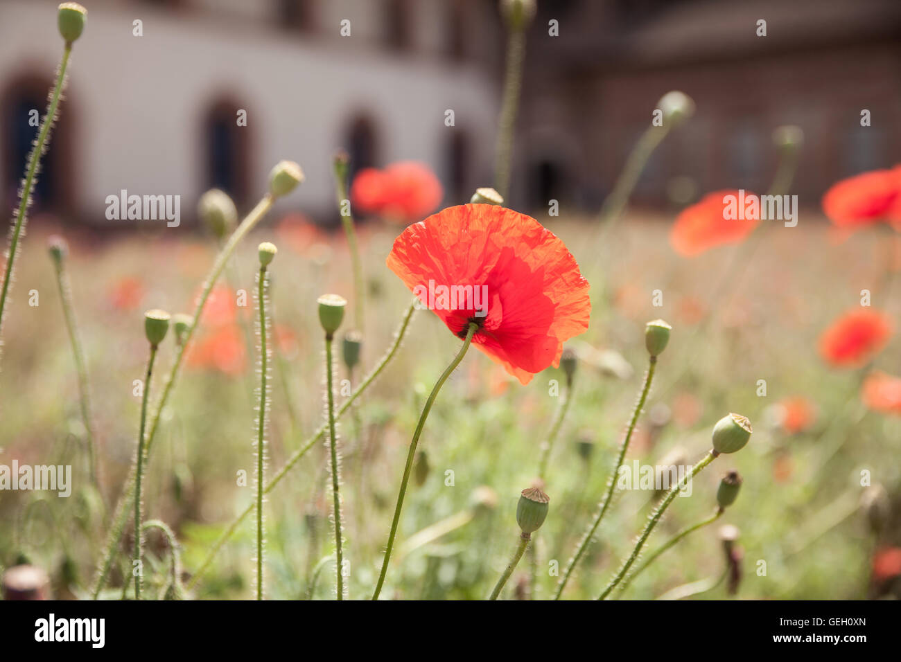 View of poppies in the garden Stock Photo - Alamy