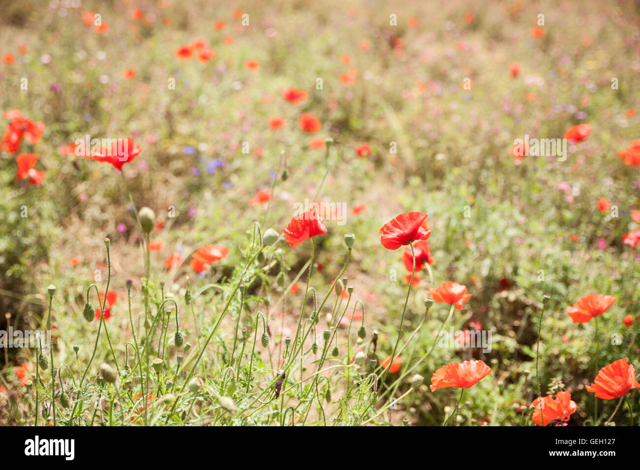 View of poppies hi-res stock photography and images - Alamy