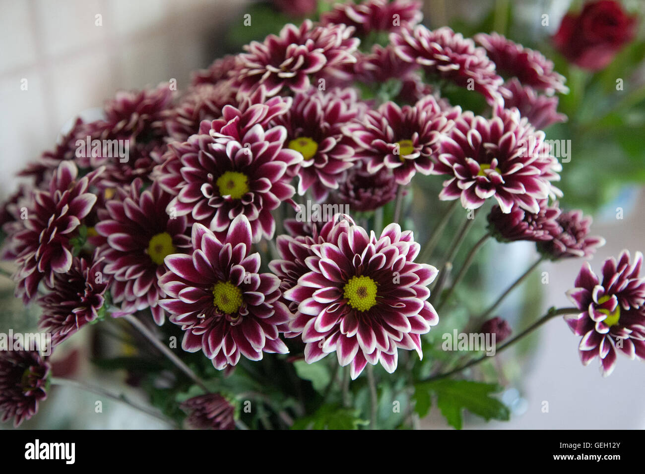 Dark Red Flowers Stock Photo - Alamy