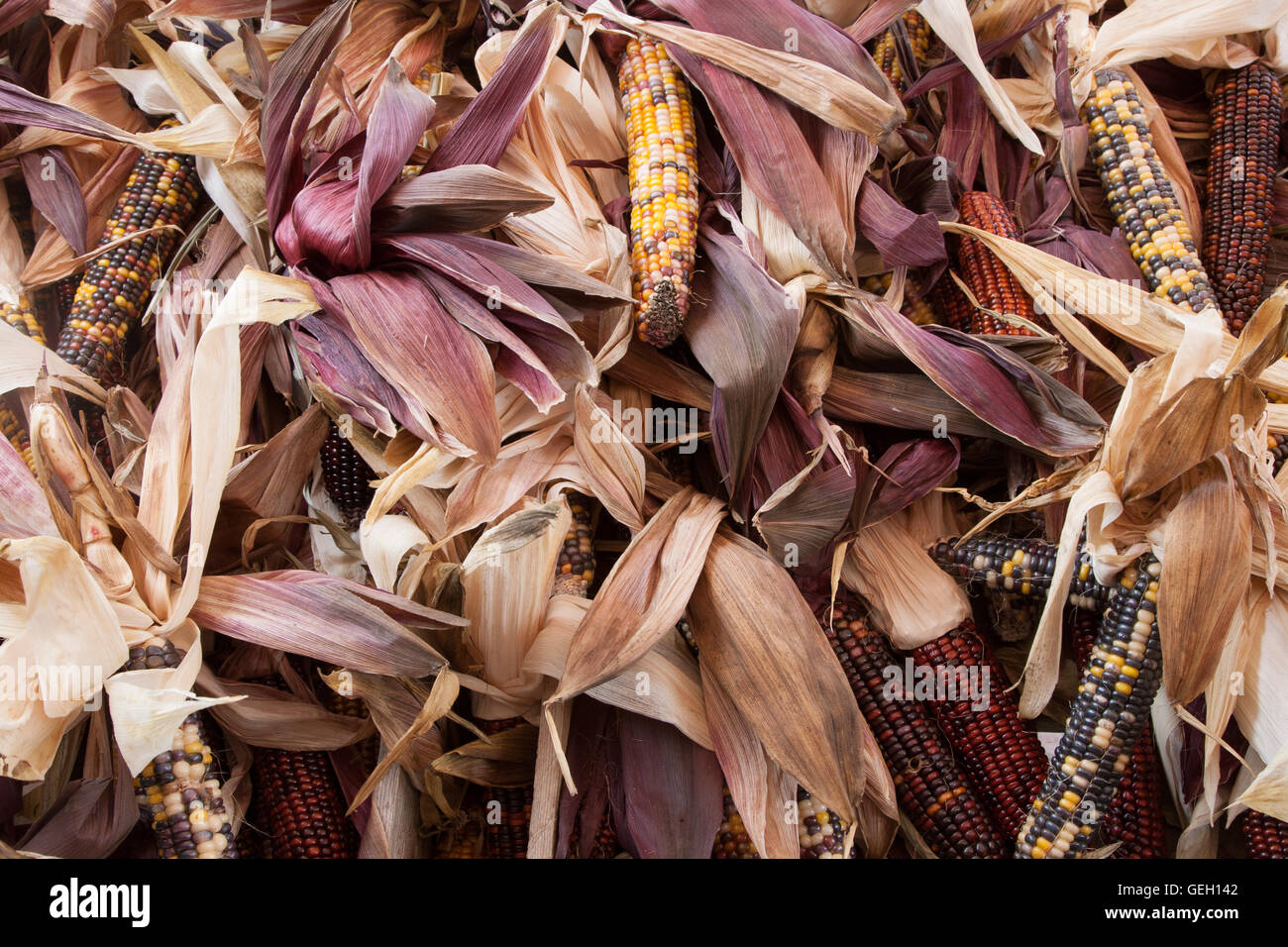 Indian corn harvest hi-res stock photography and images - Alamy