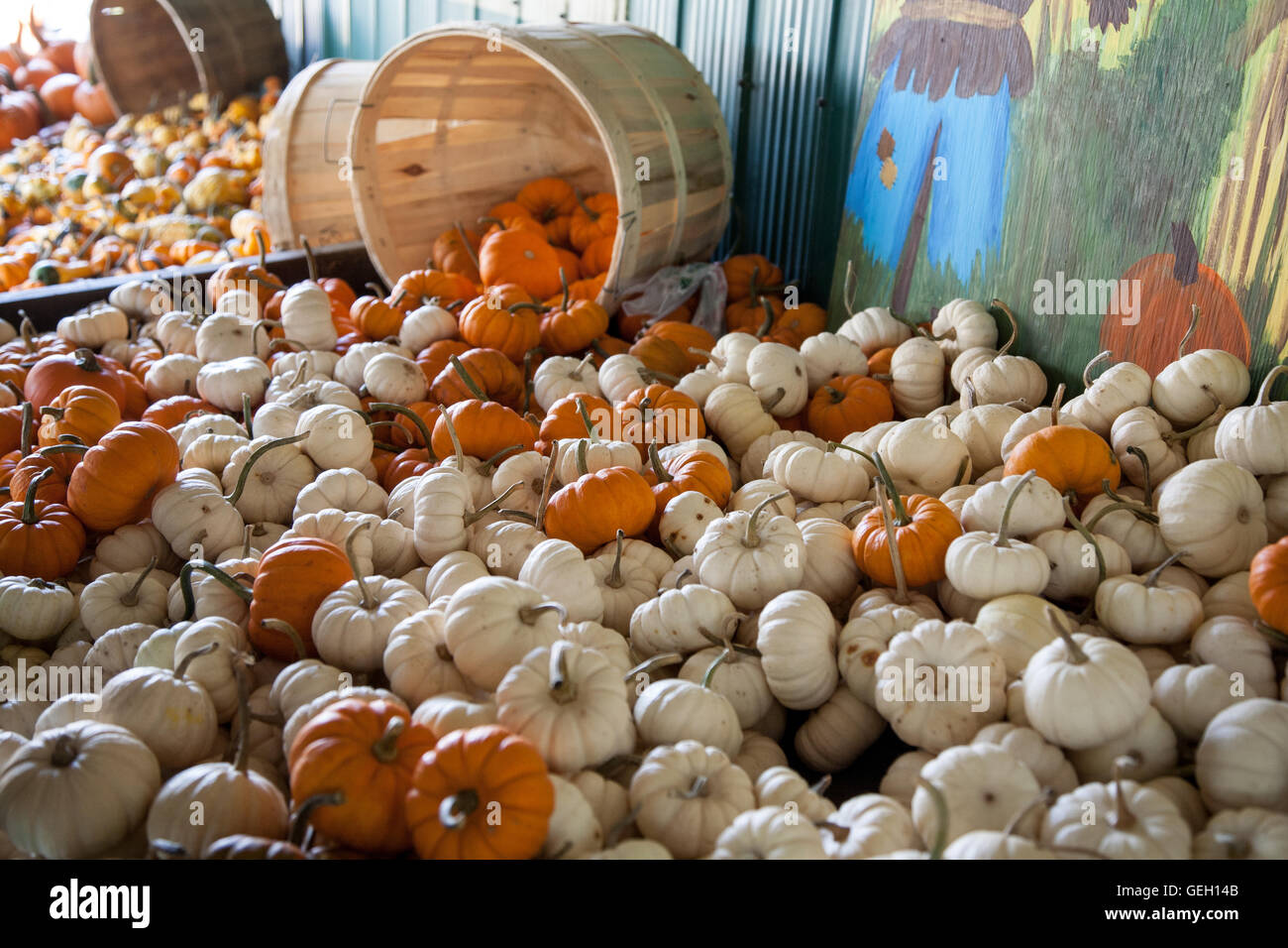 White and Orange Gourds Stock Photo - Alamy