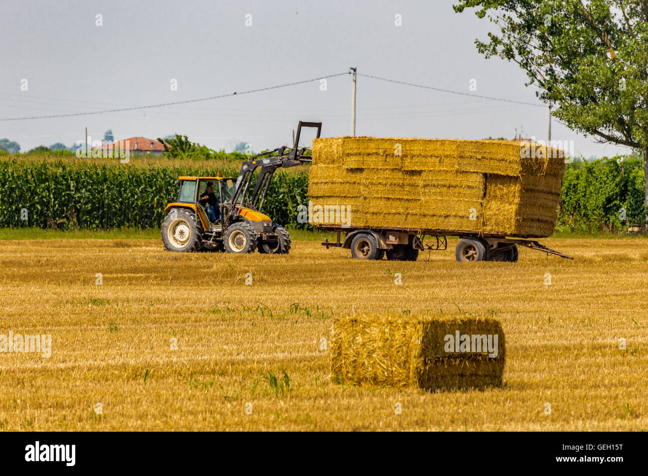 tractor is collecting the hay bales from the field and is loading them ...