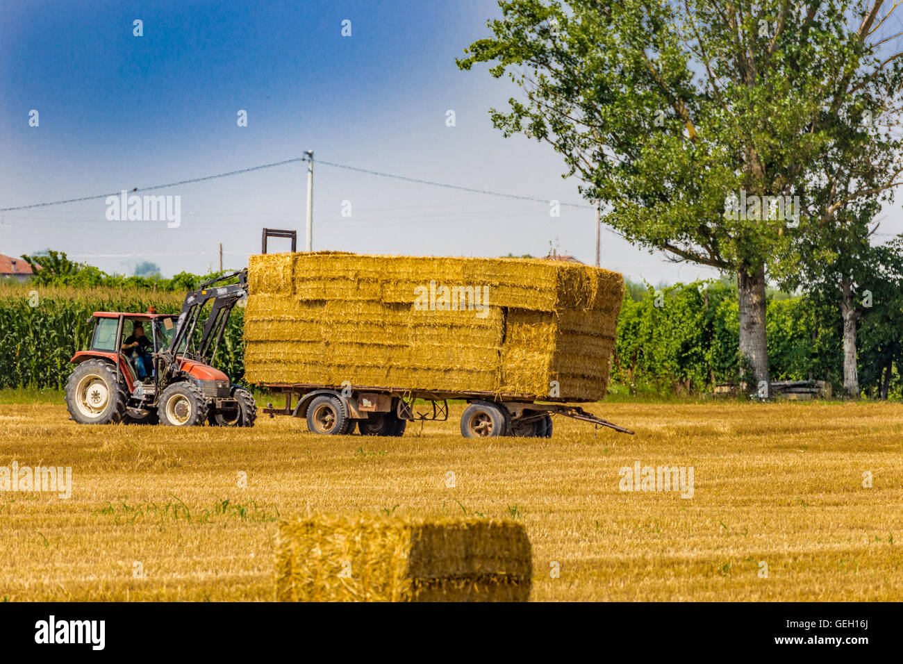 tractor is collecting the hay bales from the field and is loading them ...