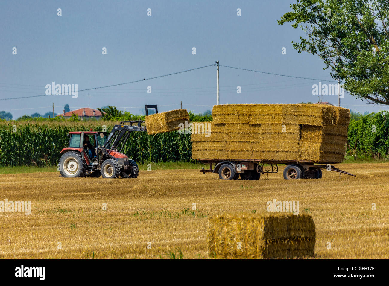 tractor is collecting the hay bales from the field and is loading them ...