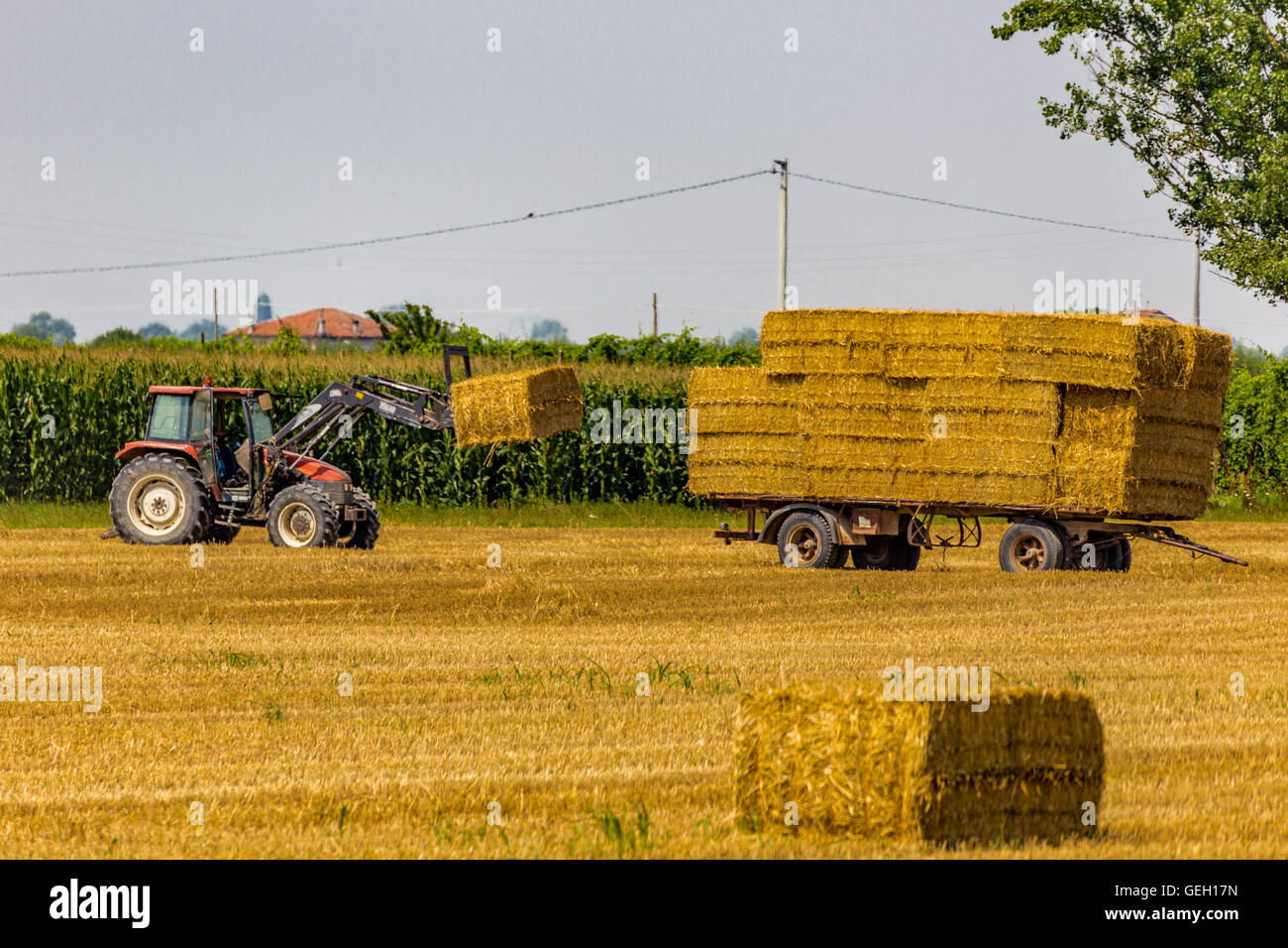tractor is collecting the hay bales from the field and is loading them ...