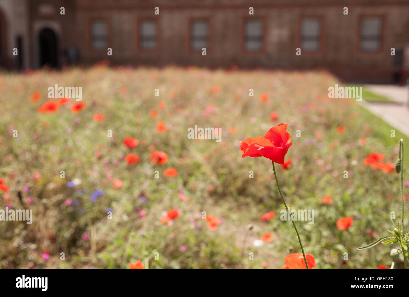 View of poppies in the garden Stock Photo - Alamy