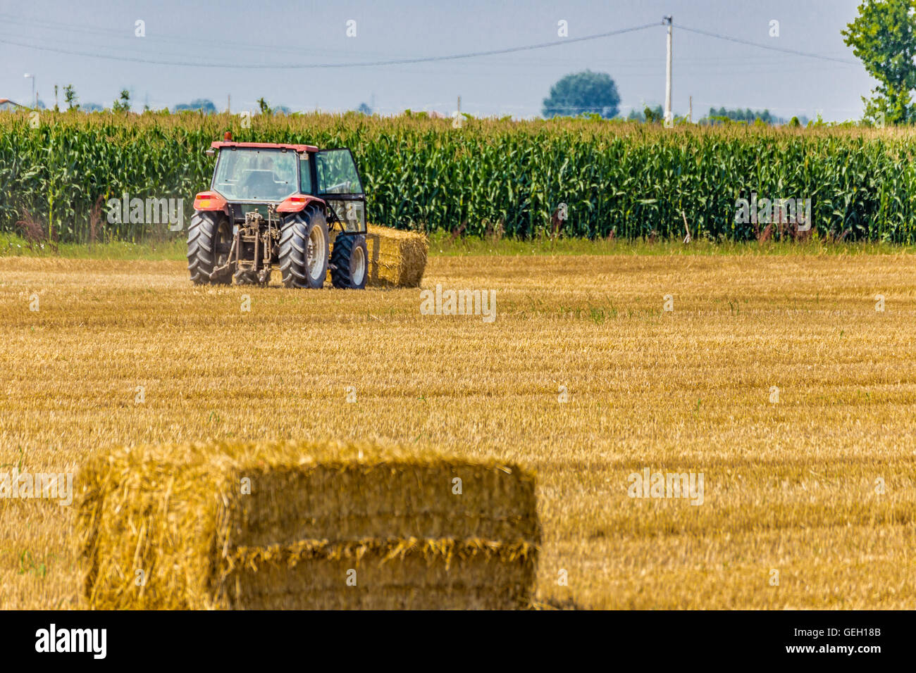 tractor is collecting the hay bales from the field and is loading them ...