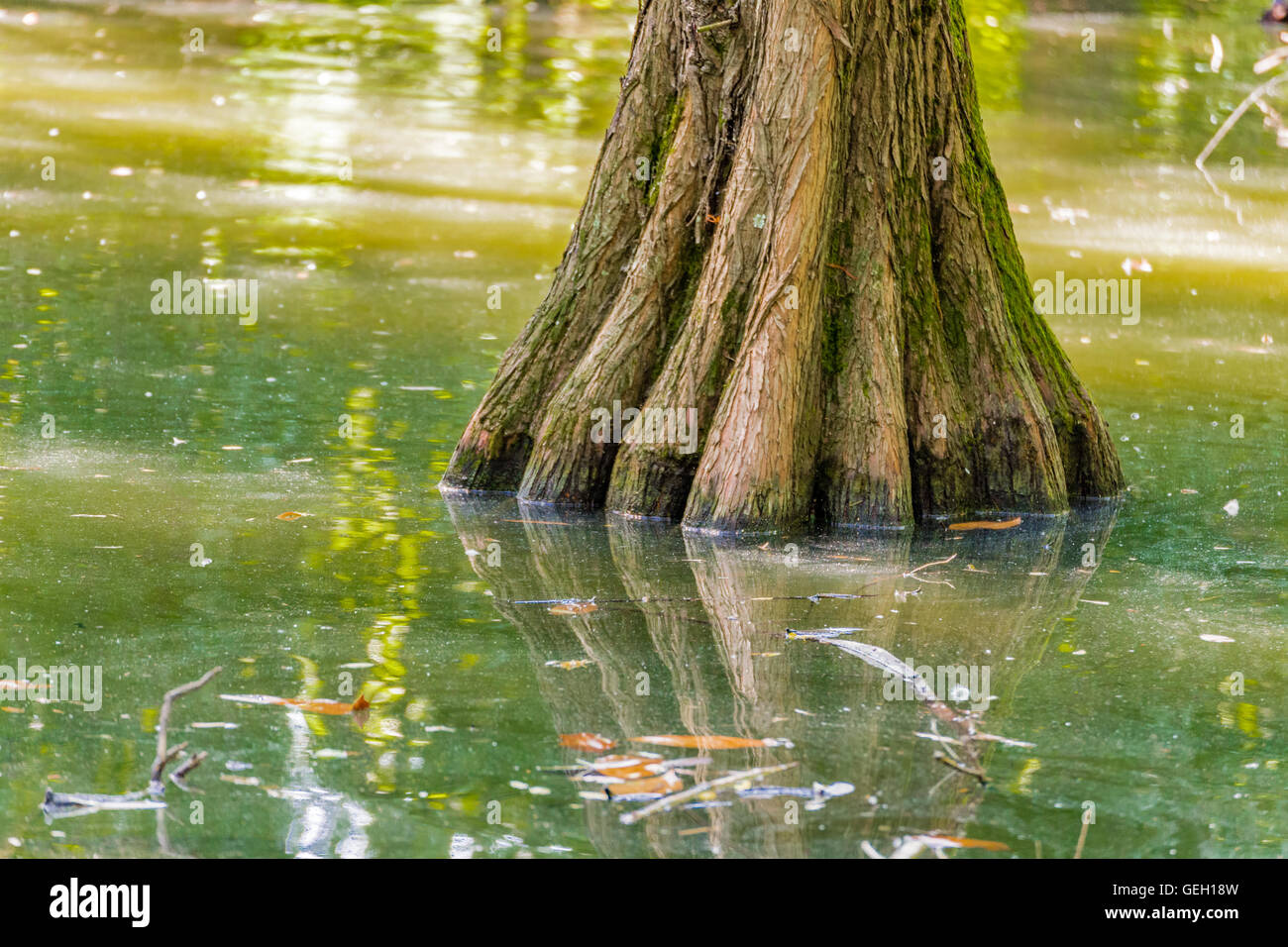 trees with roots in water Stock Photo - Alamy