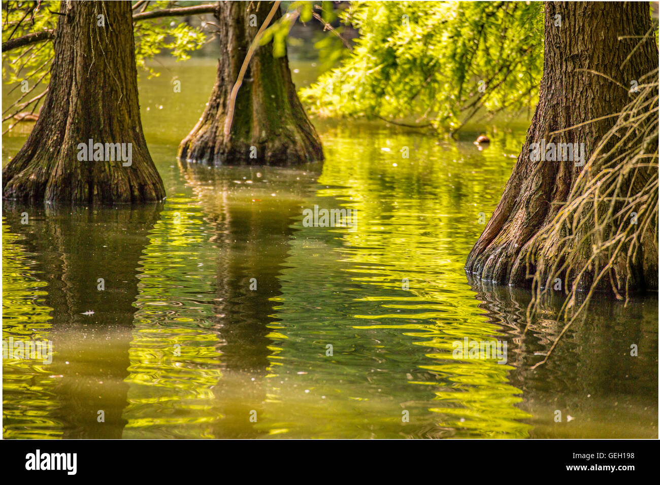 Roots and water hi-res stock photography and images - Alamy
