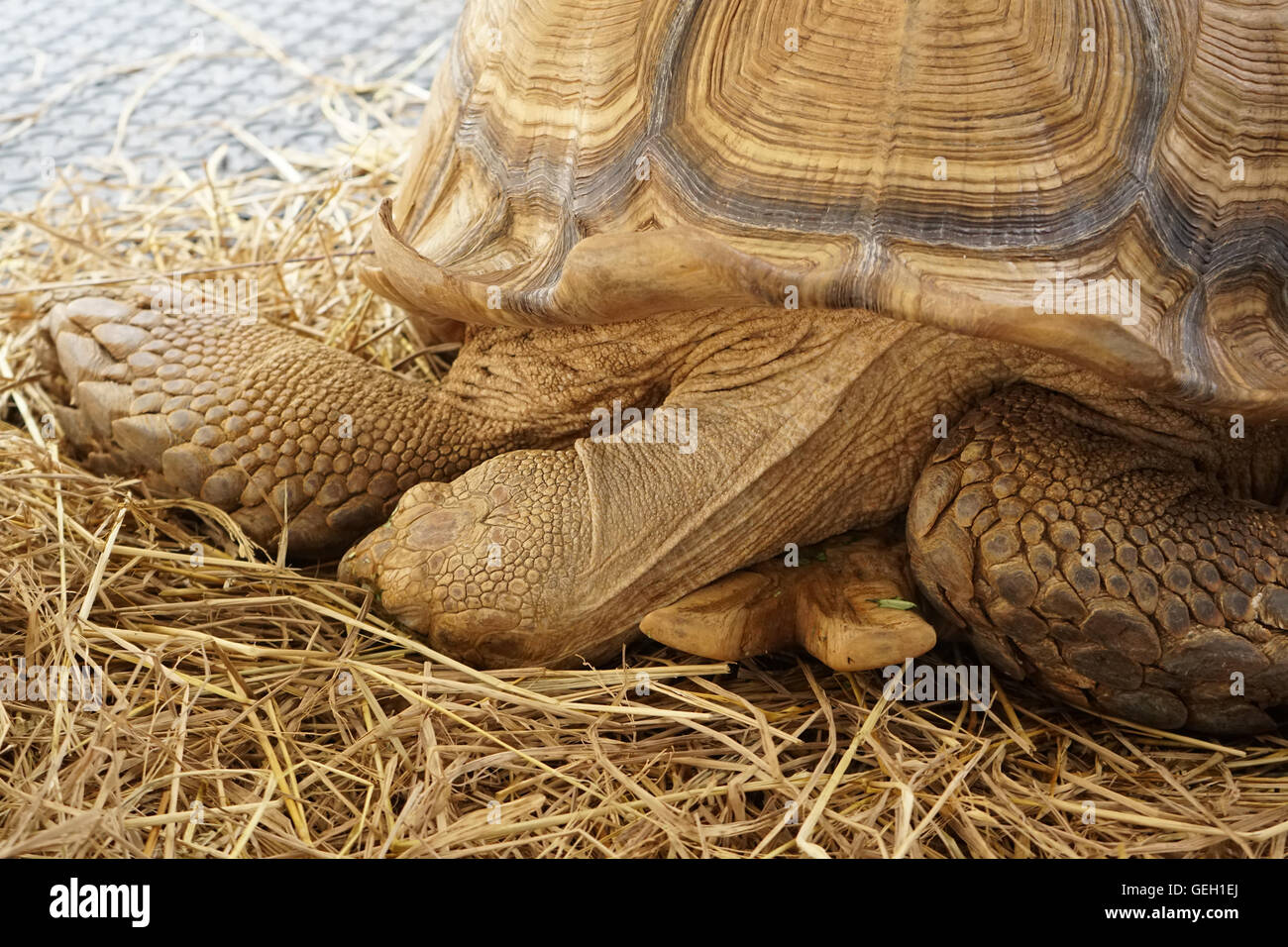 Turtle zoology hi-res stock photography and images - Alamy