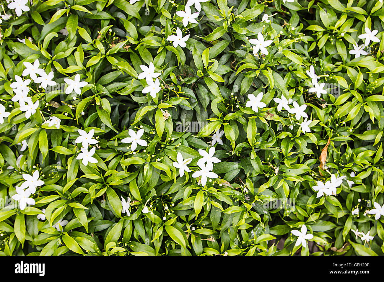 little flowers background Stock Photo - Alamy