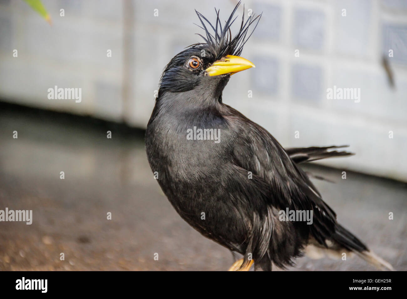 A closeup Common Myna (Acridotheres Stock Photo - Alamy