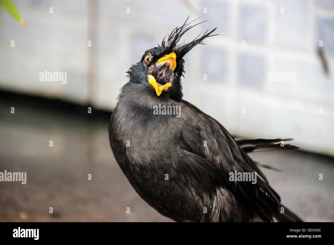 A closeup Common Myna (Acridotheres Stock Photo - Alamy