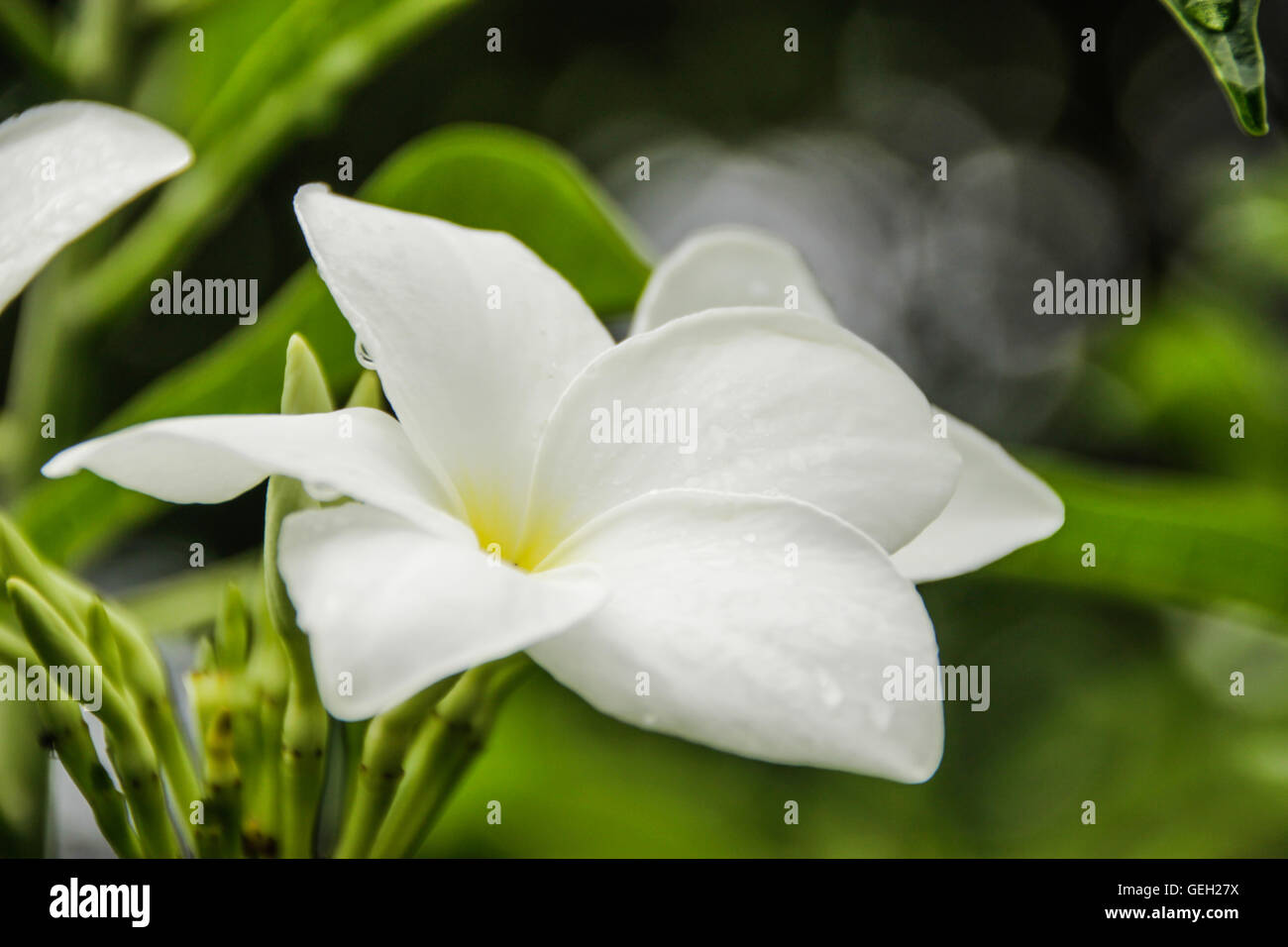 Plumeria on frangipani flower, Tropical flower Stock Photo - Alamy