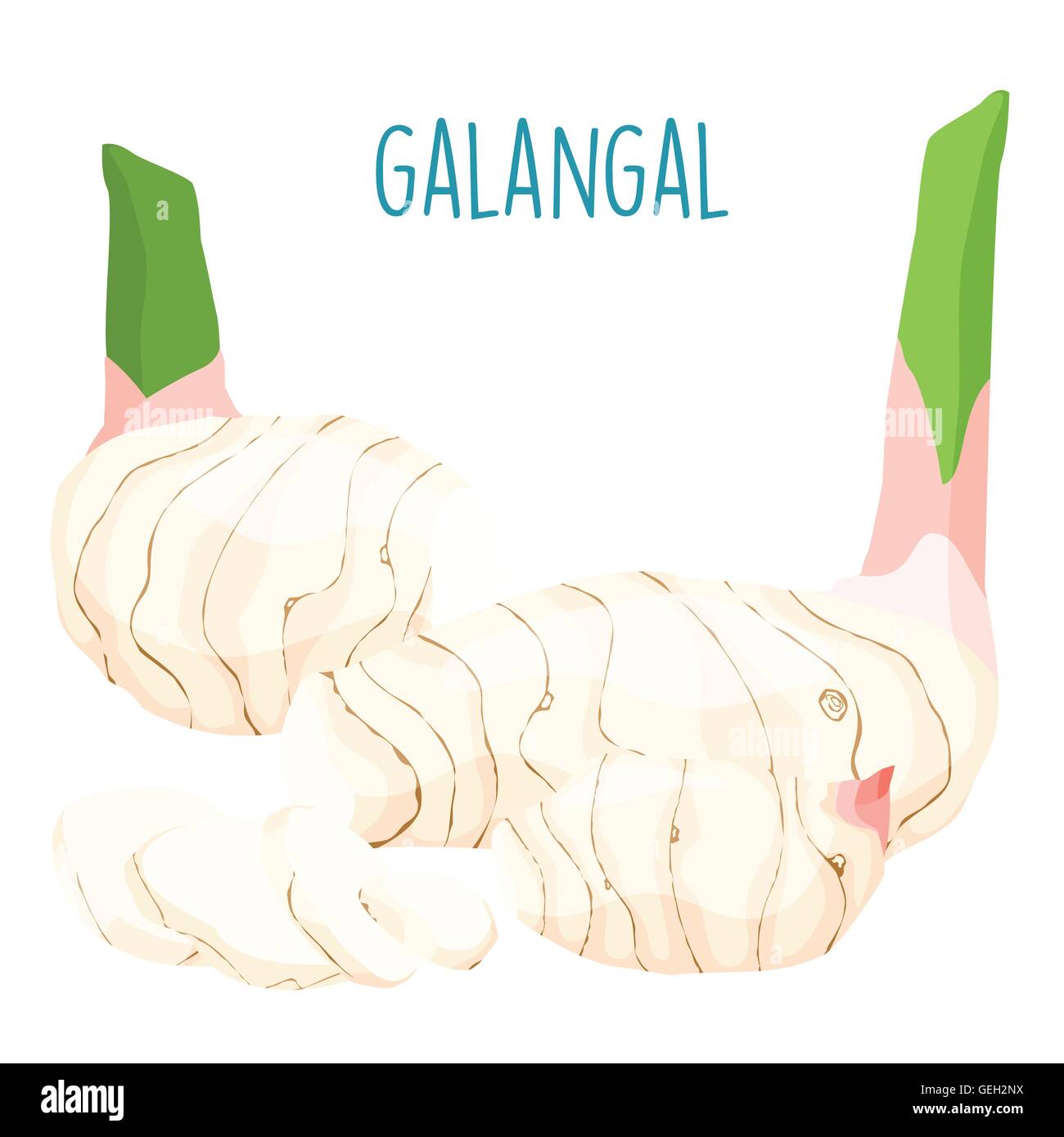 Galangal plant Stock Vector Images - Alamy