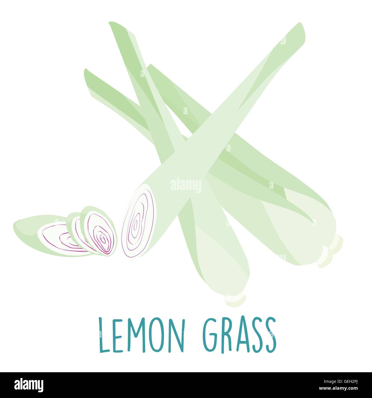 fresh lemon grass plant and slice vector illustration Stock Vector ...
