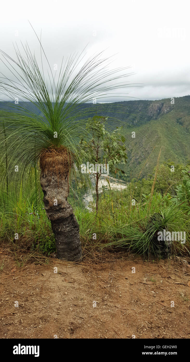 Xanthorrhoea hi-res stock photography and images - Alamy