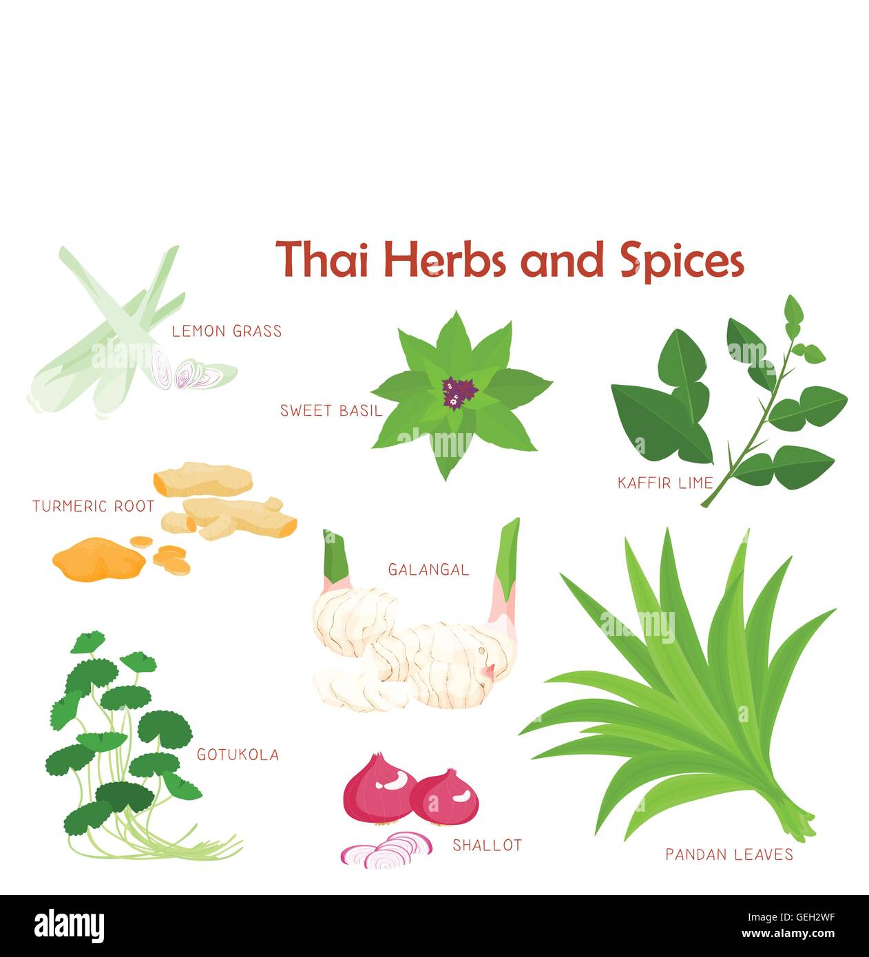 Gotukola vector vectors hi-res stock photography and images - Alamy