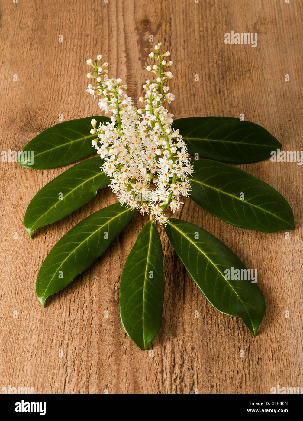 Prunus laurocerasus common laurel cherry laurel hi-res stock ...