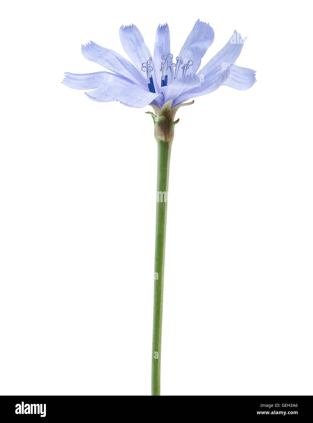 Blue chicory flower hi-res stock photography and images - Alamy