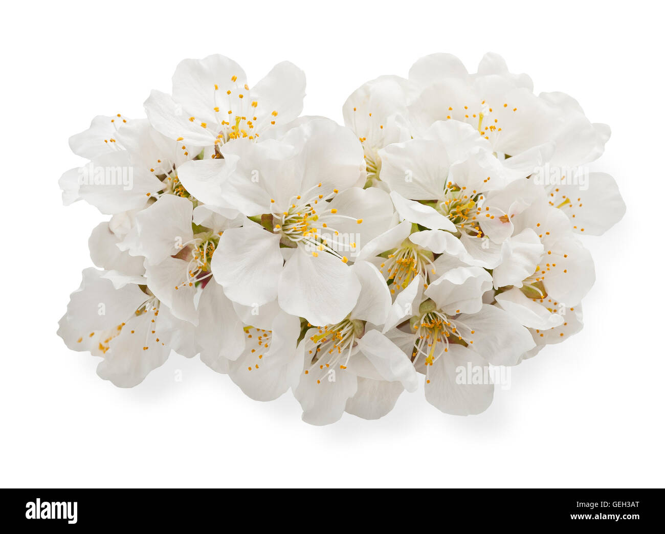 Blooms cherry blossoms Cut Out Stock Images & Pictures - Alamy