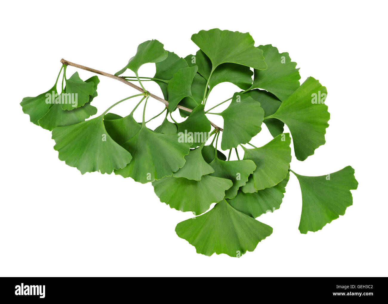 Ginkgo biloba branch isolated on white Stock Photo - Alamy